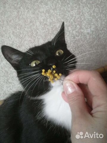 Котенок Семен