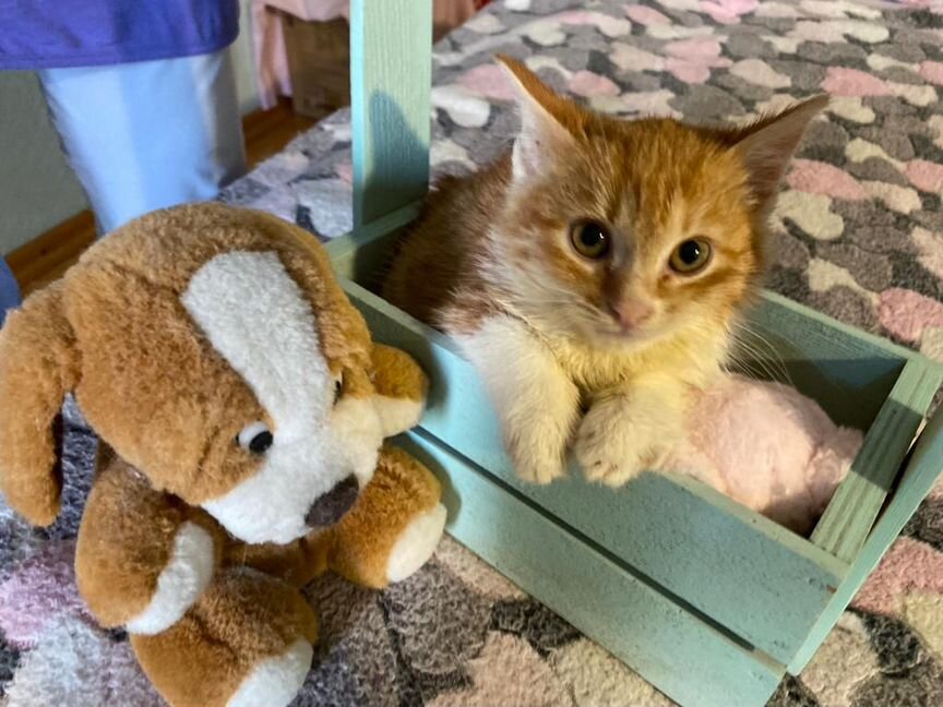 Котенок Фисташка в ручшие ручки
