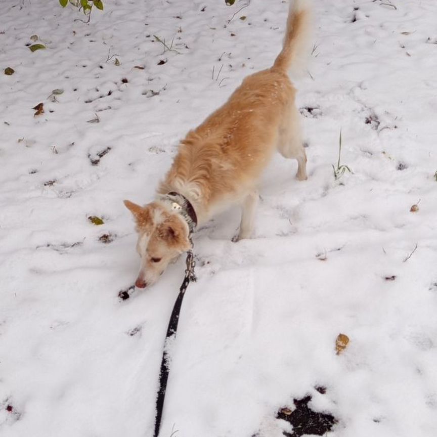 Взрослый пёс в добрые руки