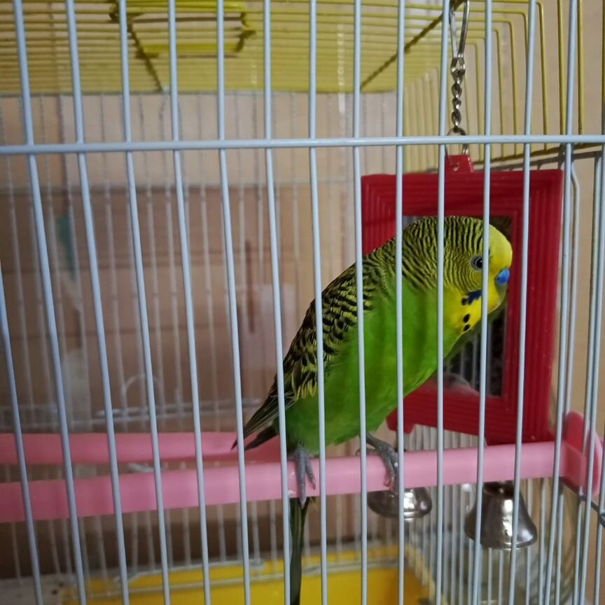Волнистый попугай с клеткой