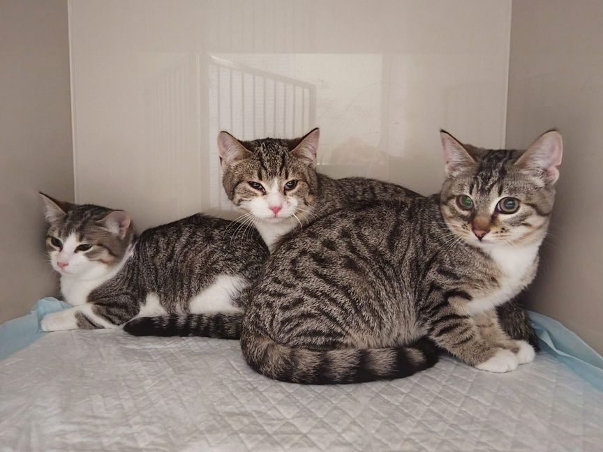Котята в добрые руки