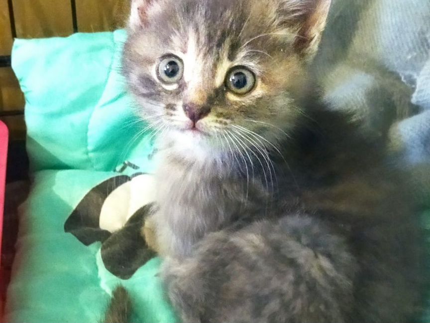 Котенок девочка, 2 месяца, лоток знает