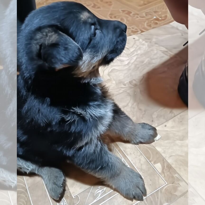 Немецкая овчарка, щенок