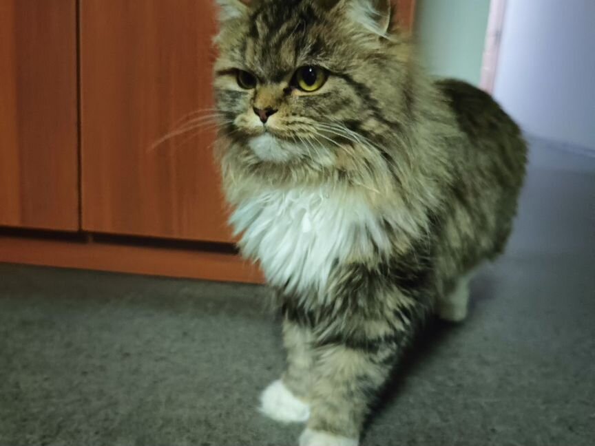 Кошка в дар