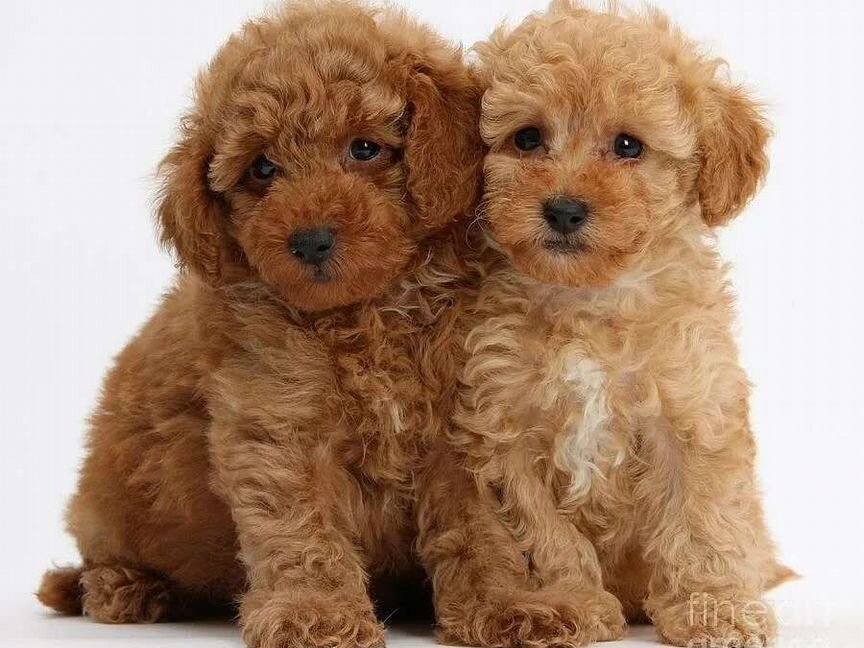 Миниатюрный пудель щенки