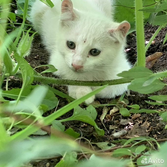 Котята метисы Американский керл в дар бесплатно