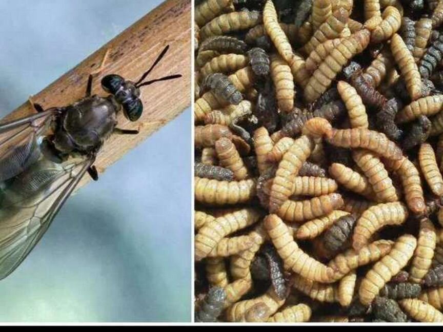 Личинки черной львинки