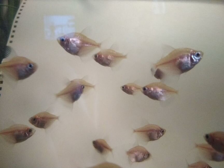 Рыбки тернеции