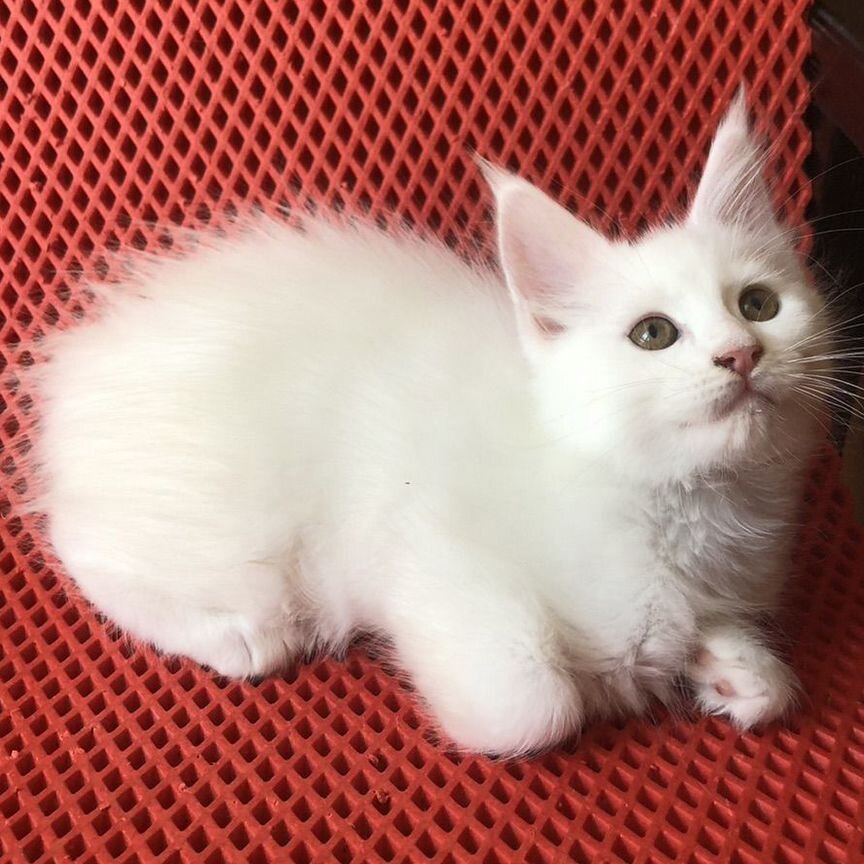 Мейн-кун котёнок