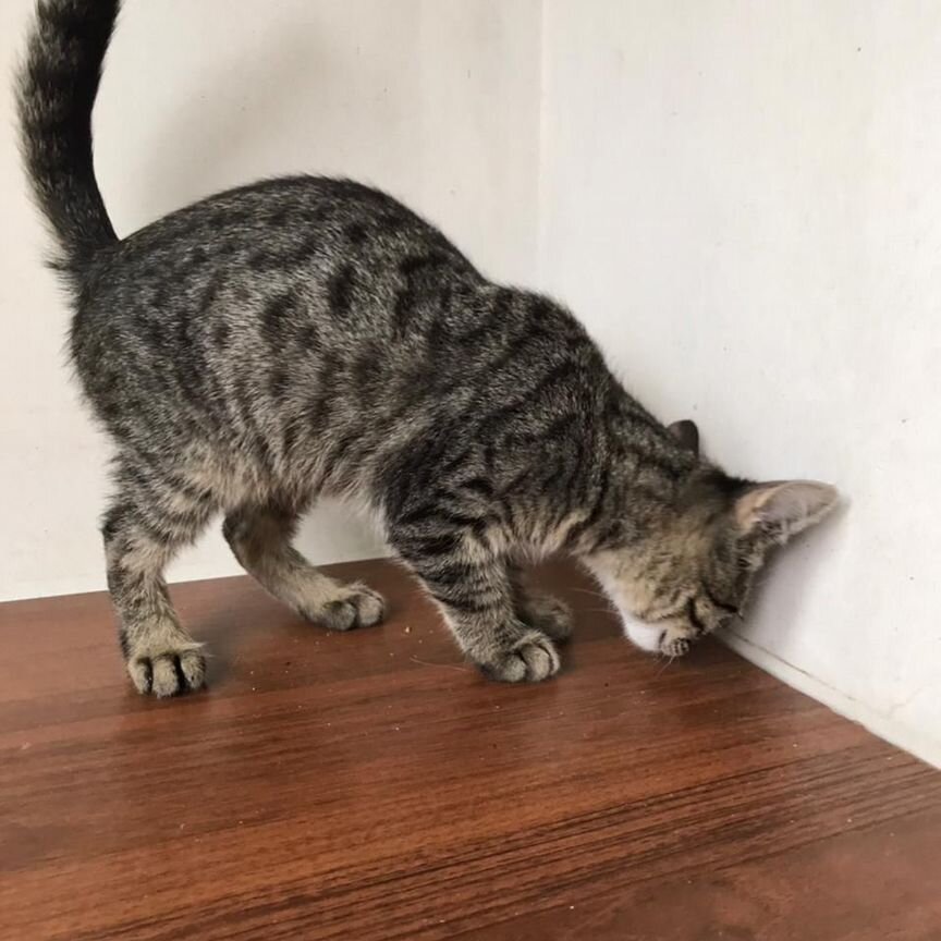 Котенок певец Мурчелло