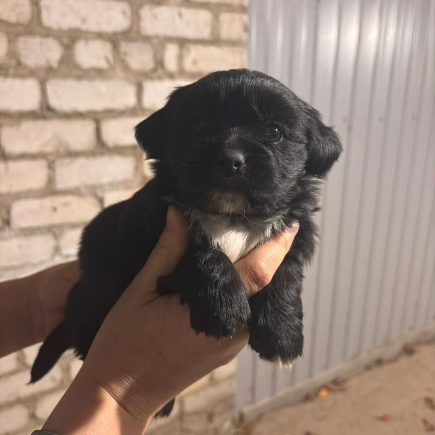 Малявочки в дар