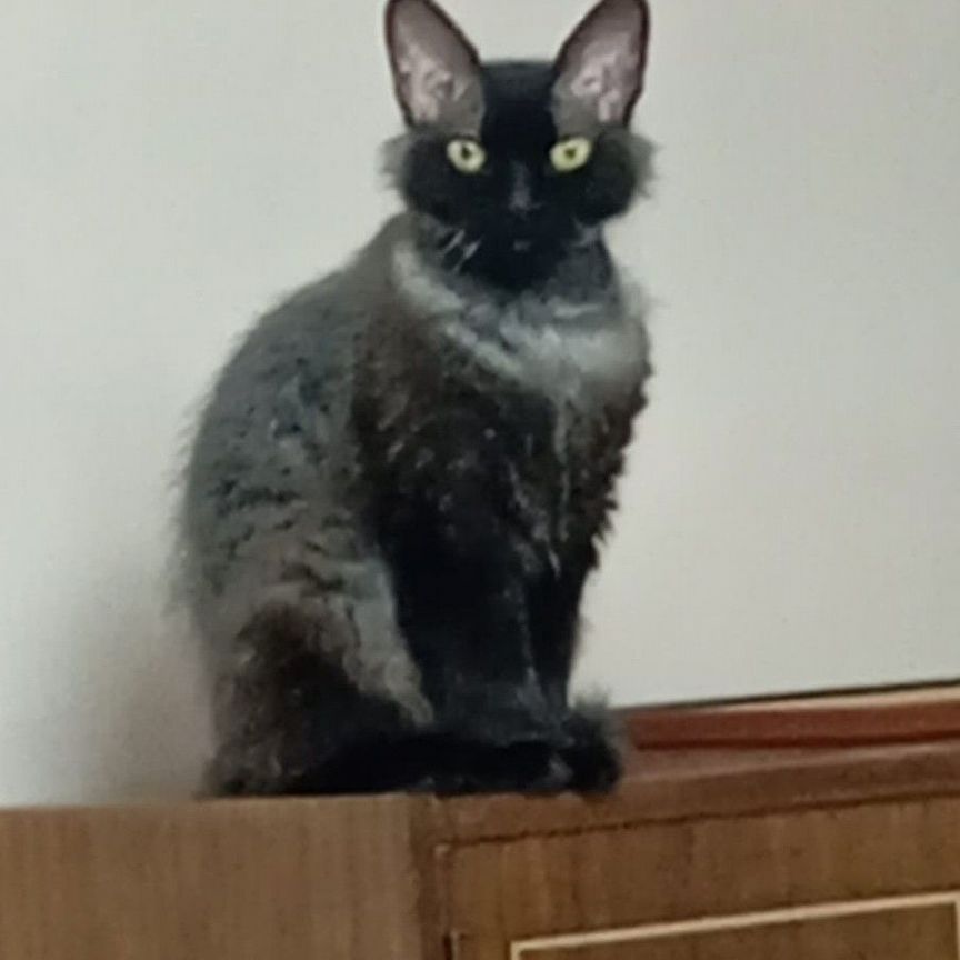 Кошечка
