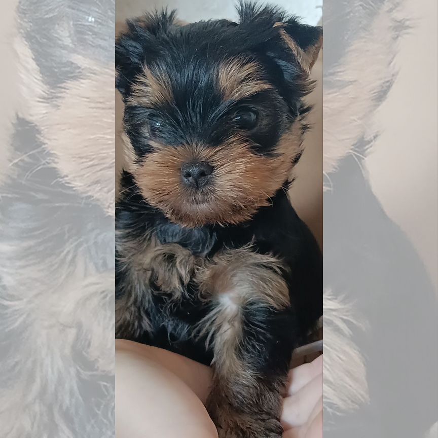 Йоркширский терьер, щенок