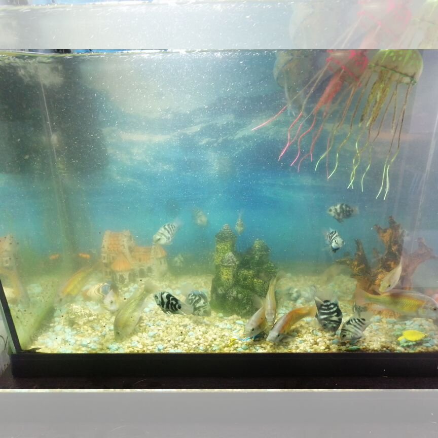 Аквариумные рыбки