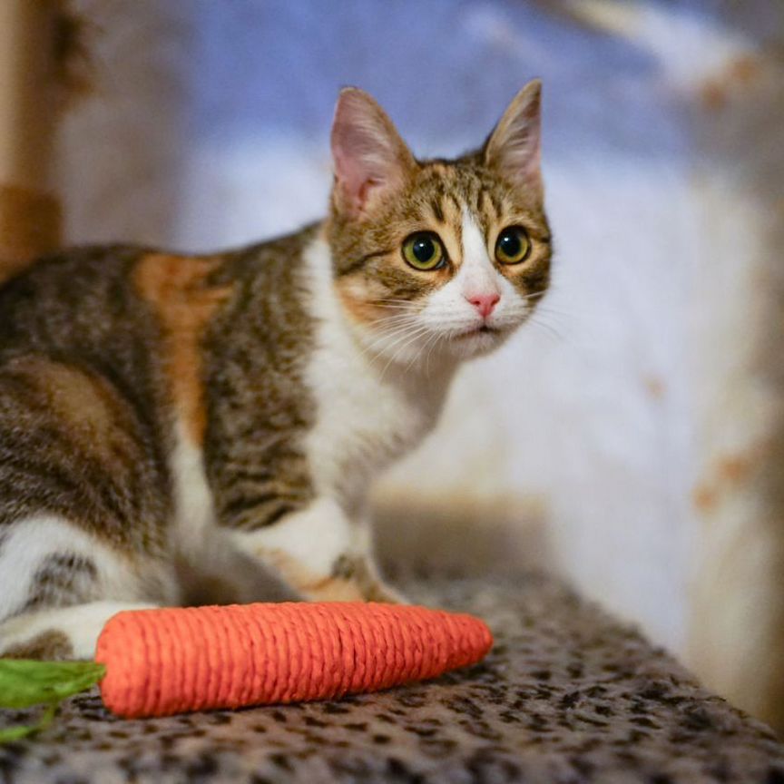 Котенок девочка 6 месяцев