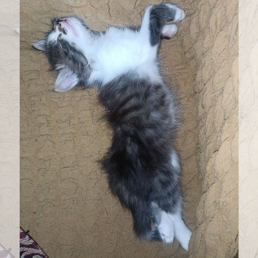 Котёнок в добрые руки