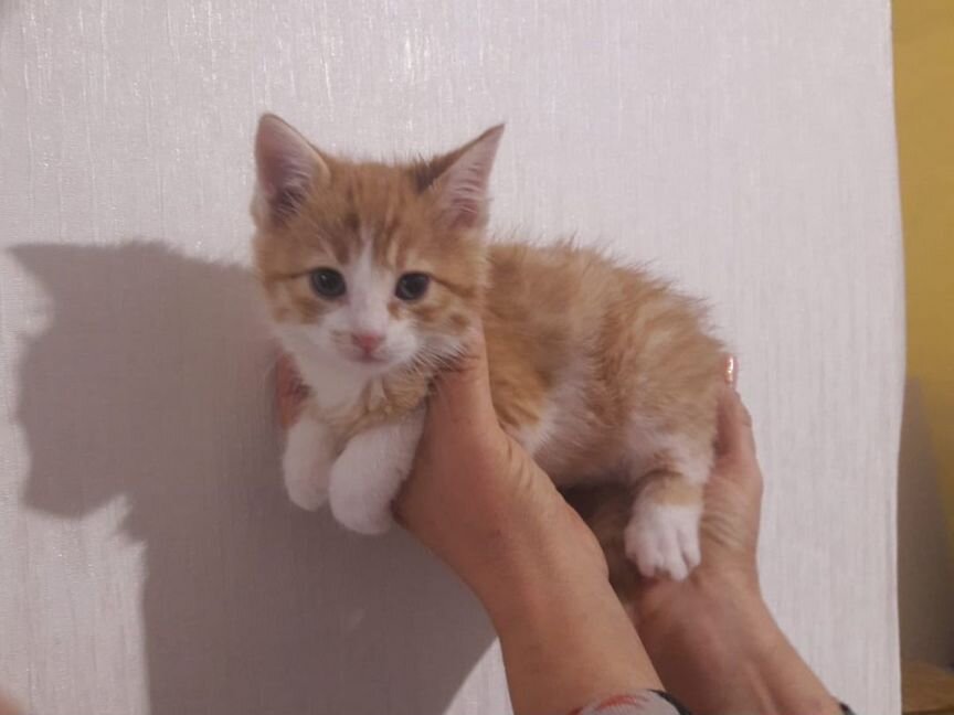 Отдам в добрые руки котят 1.5 месяца