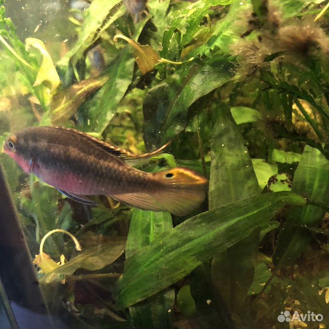 Пельвикахромис. Цихлида-попугай