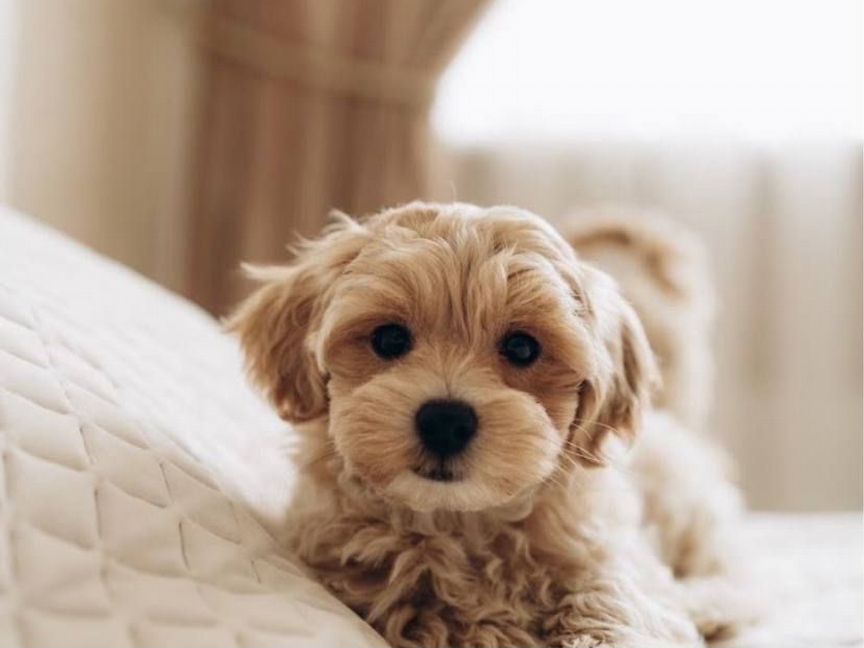 Щенки мальтипу ф1