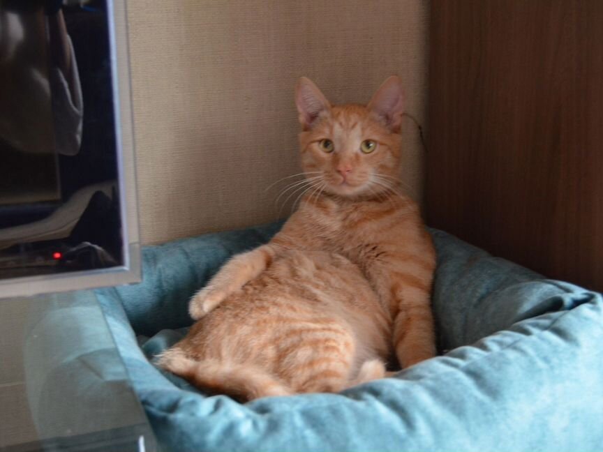 Котик подросток ищет дом