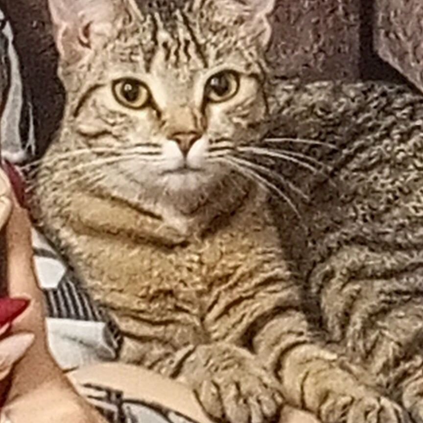 Египетская мау