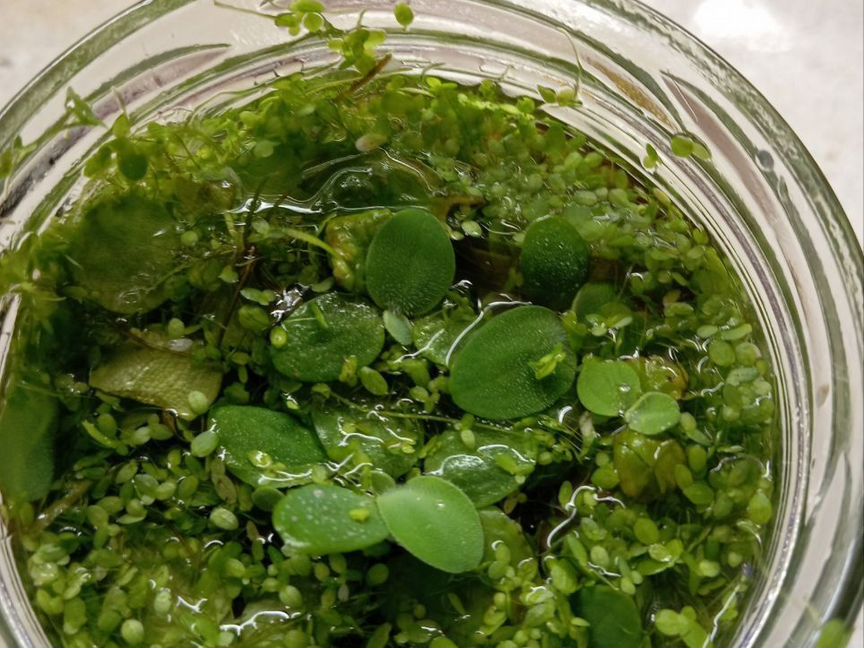 Ряска, пистия бесплатно