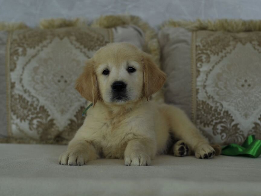 Щенки голден ретривера РКФ 2 мес