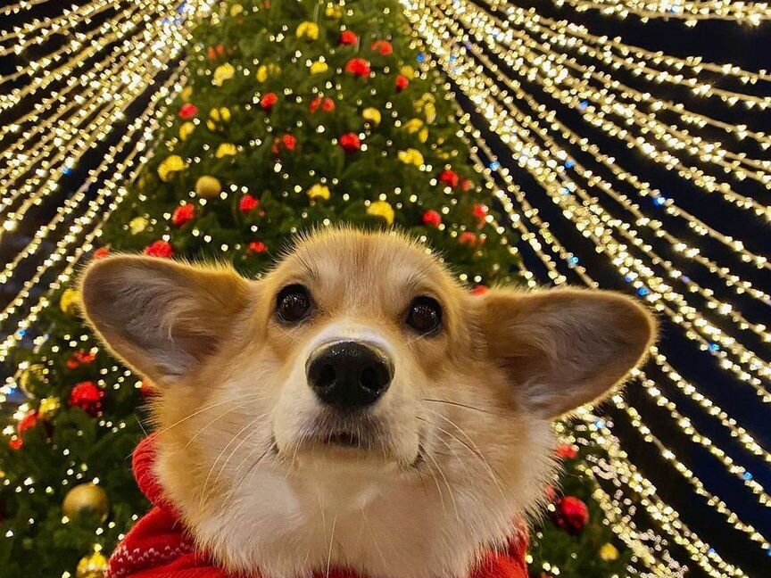 Корги щенки мальчики и девочки