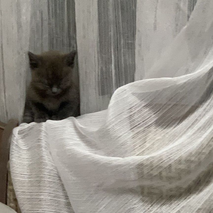 Сиамская кошка бесплатно
