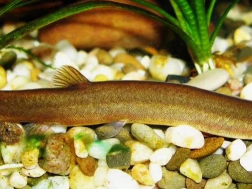 Акантофтальмус черный яванский - Acanthophtalmus