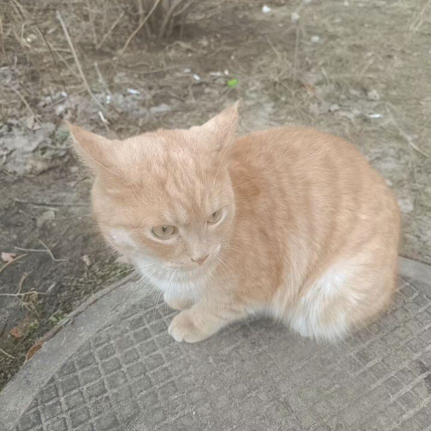 Кот в добрые руки