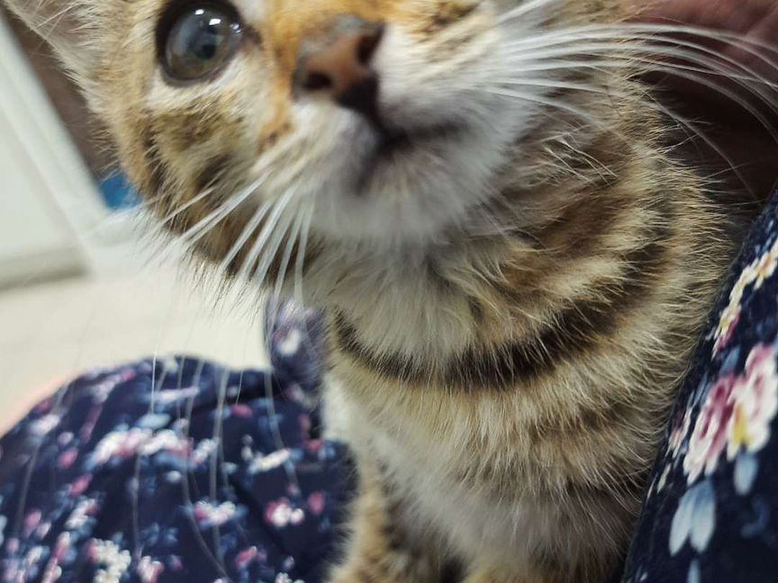 Маленькие котятушки хотят домой