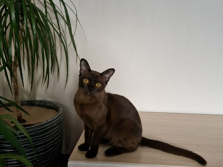 Бурманская кошка