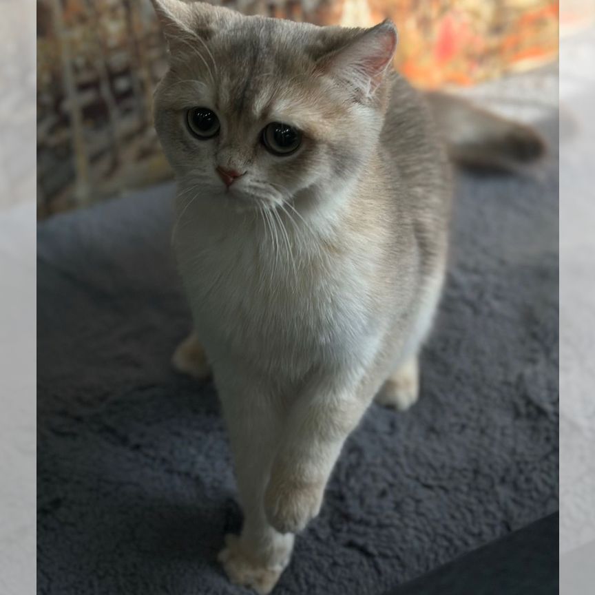 Шотландские котята голубая шиншилла