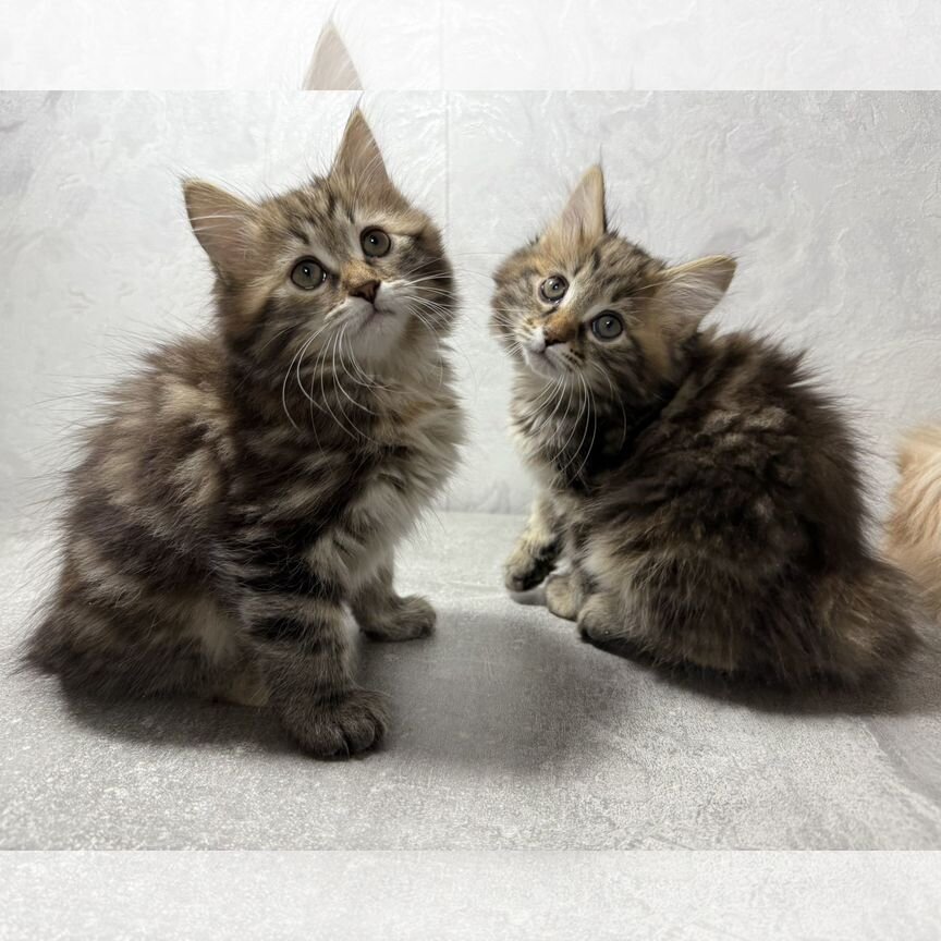 Курильский бобтейл длинношёрстный котёнок