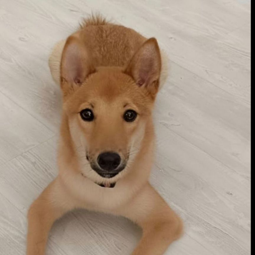 Помесь сиба