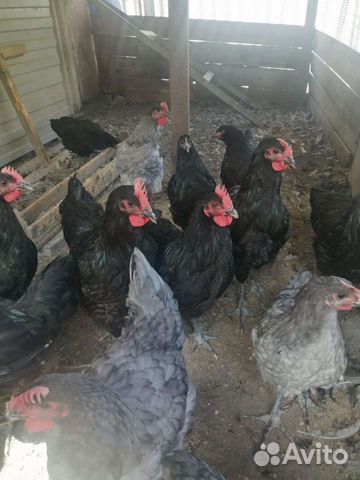 Подрощенные ципляты Джерсийский гигант