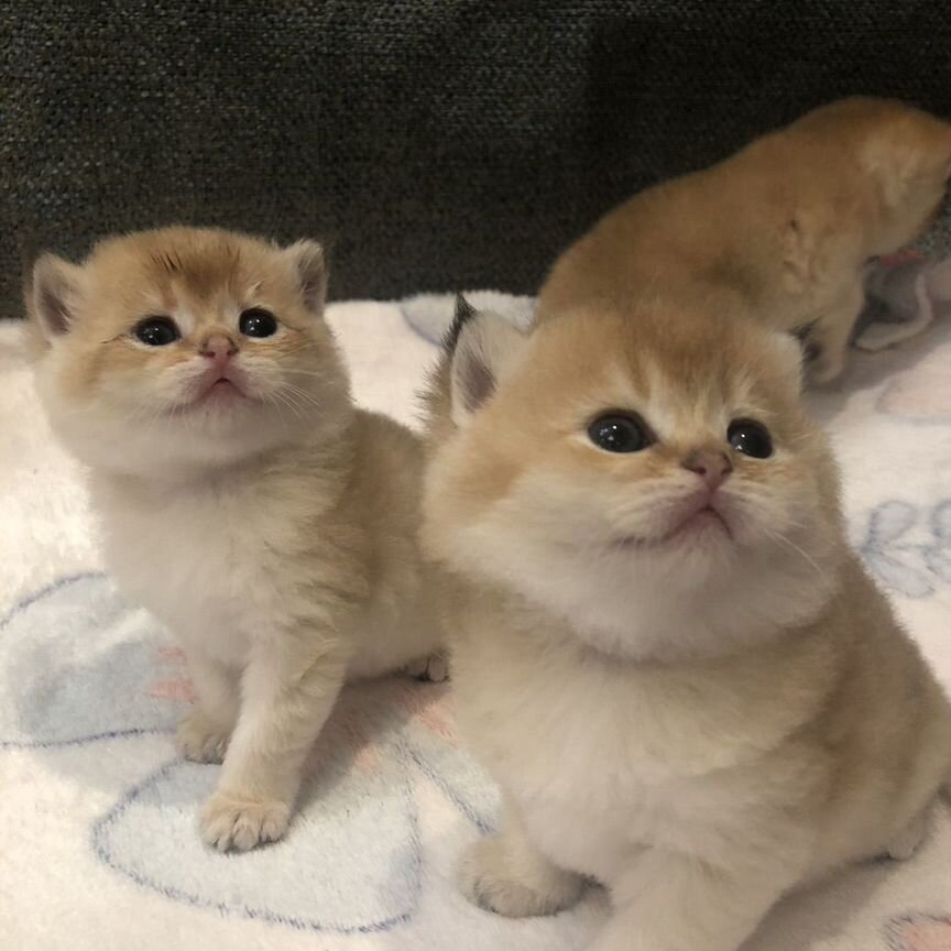 Британцы золото