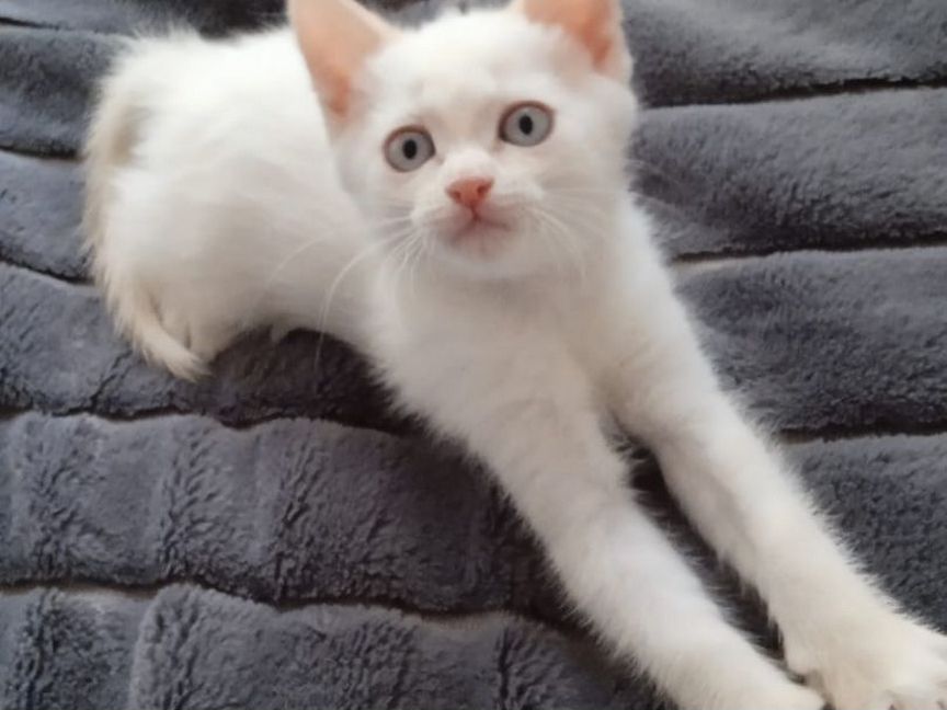 Котята