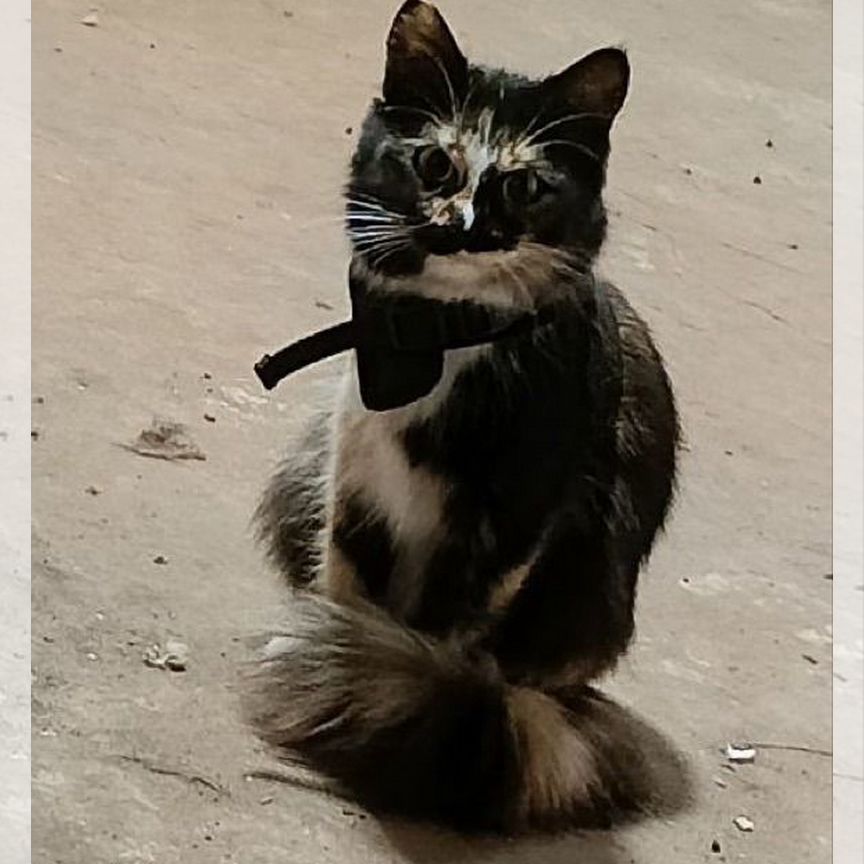 Взрослая, кошка в добрые руки