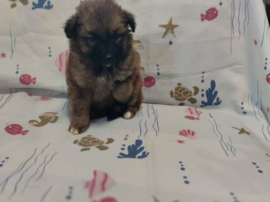 Болонка плюс шпиц