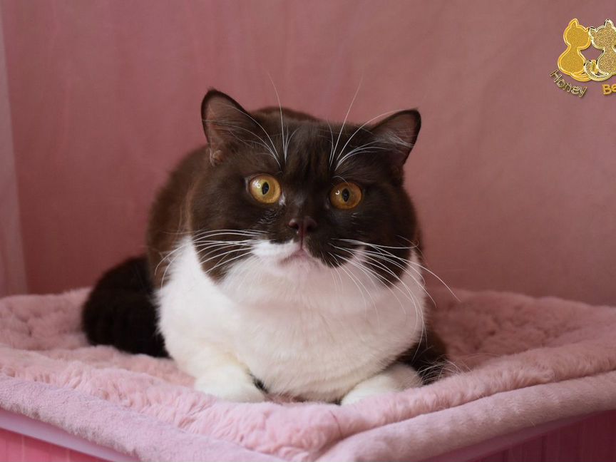 Британский кот