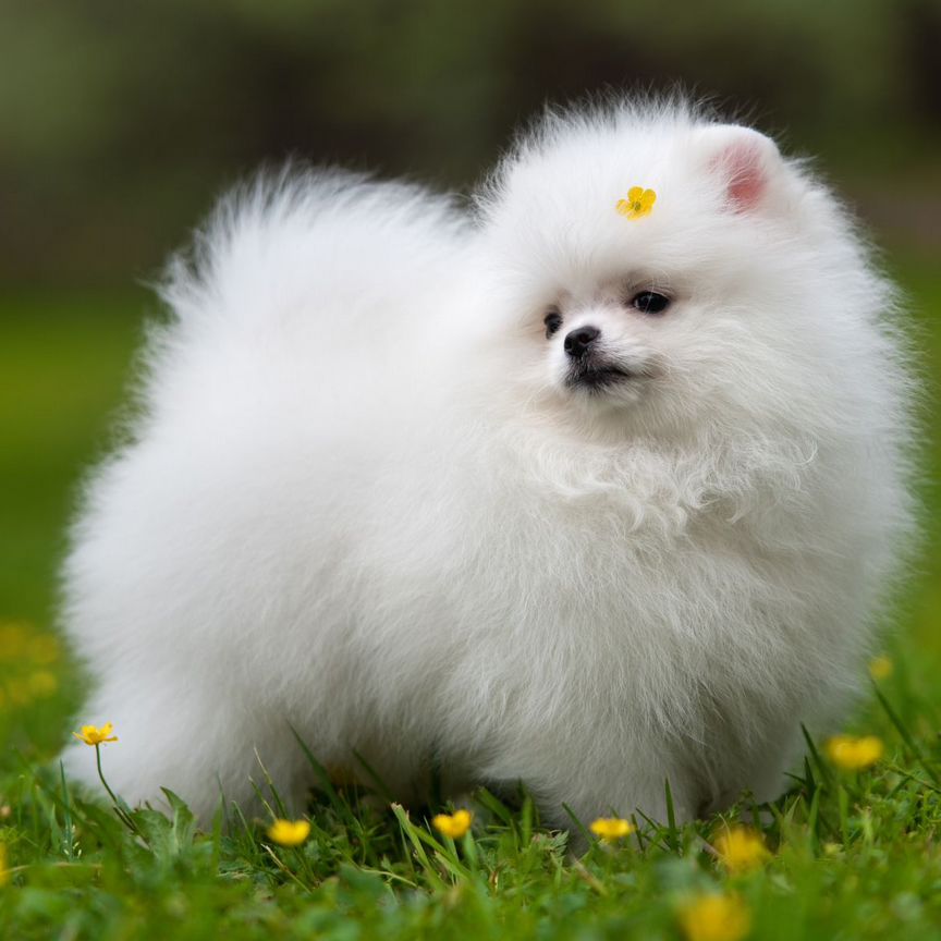 Померанский шпиц, светло-кремовая девочка, 3,5 м