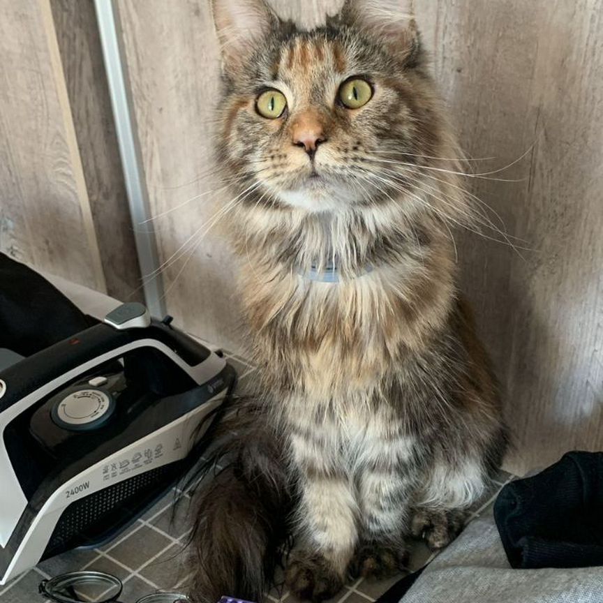 Мейн кун девочка 7 тр, привита