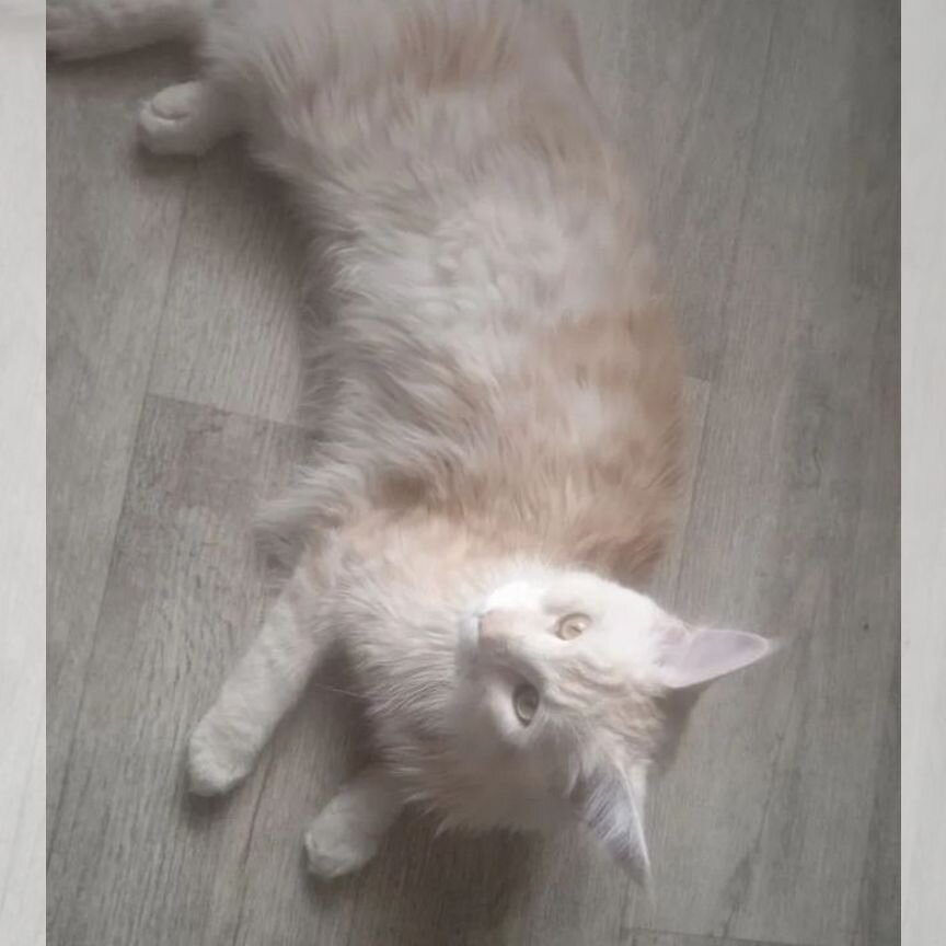 Мейн-кун котёнок
