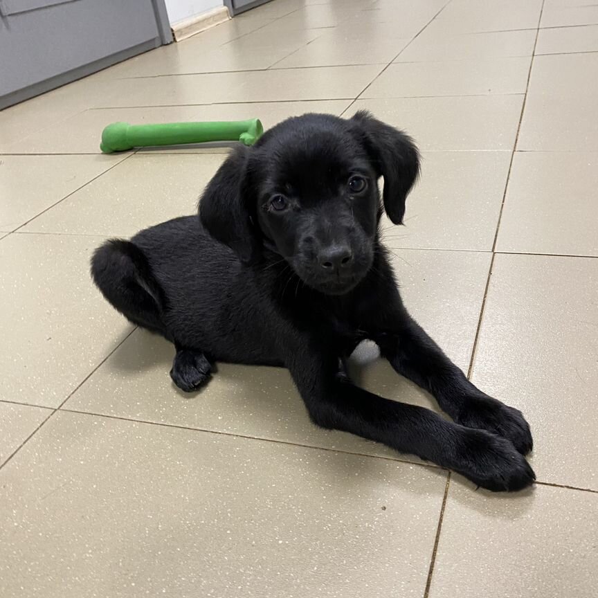 Щенок в добрые руки бесплатно