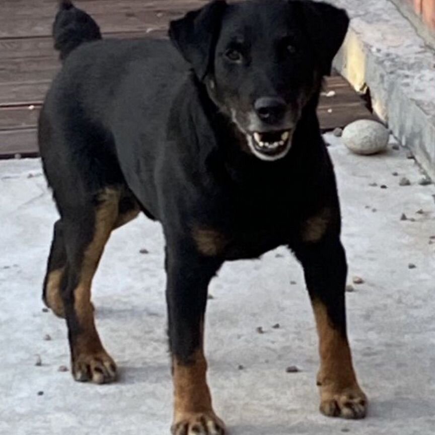 Ягдтерьер вязка