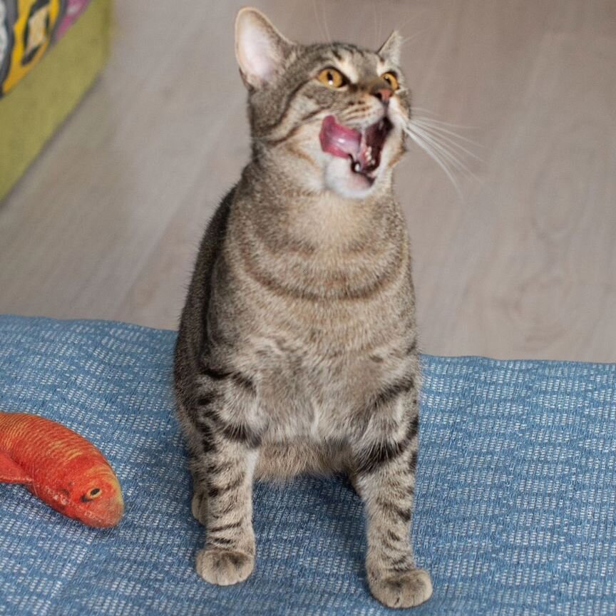 Кот Тигра в семью