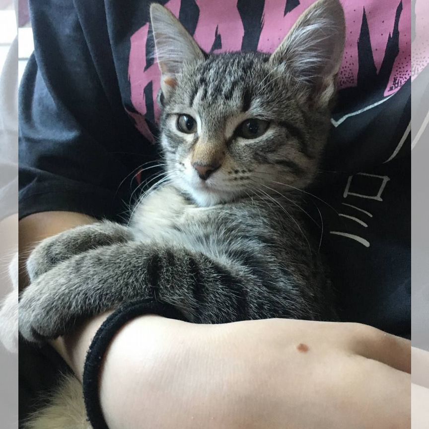 Котенок