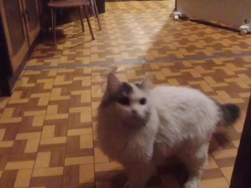 Кошка стерилизованная в добрые руки